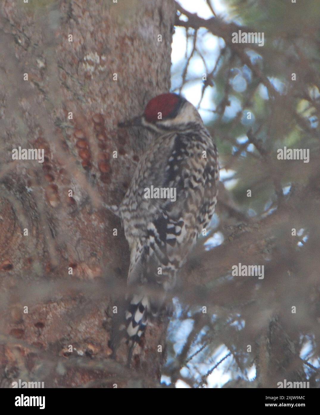 Yellow-bellied Sapsucker (Sphyrapicus varius) Aves Stock Photo - Alamy