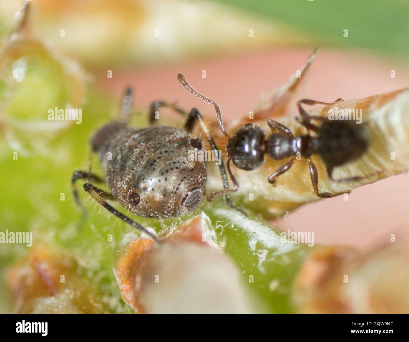 Giant Conifer Aphids (Cinara) Insecta Stock Photo - Alamy