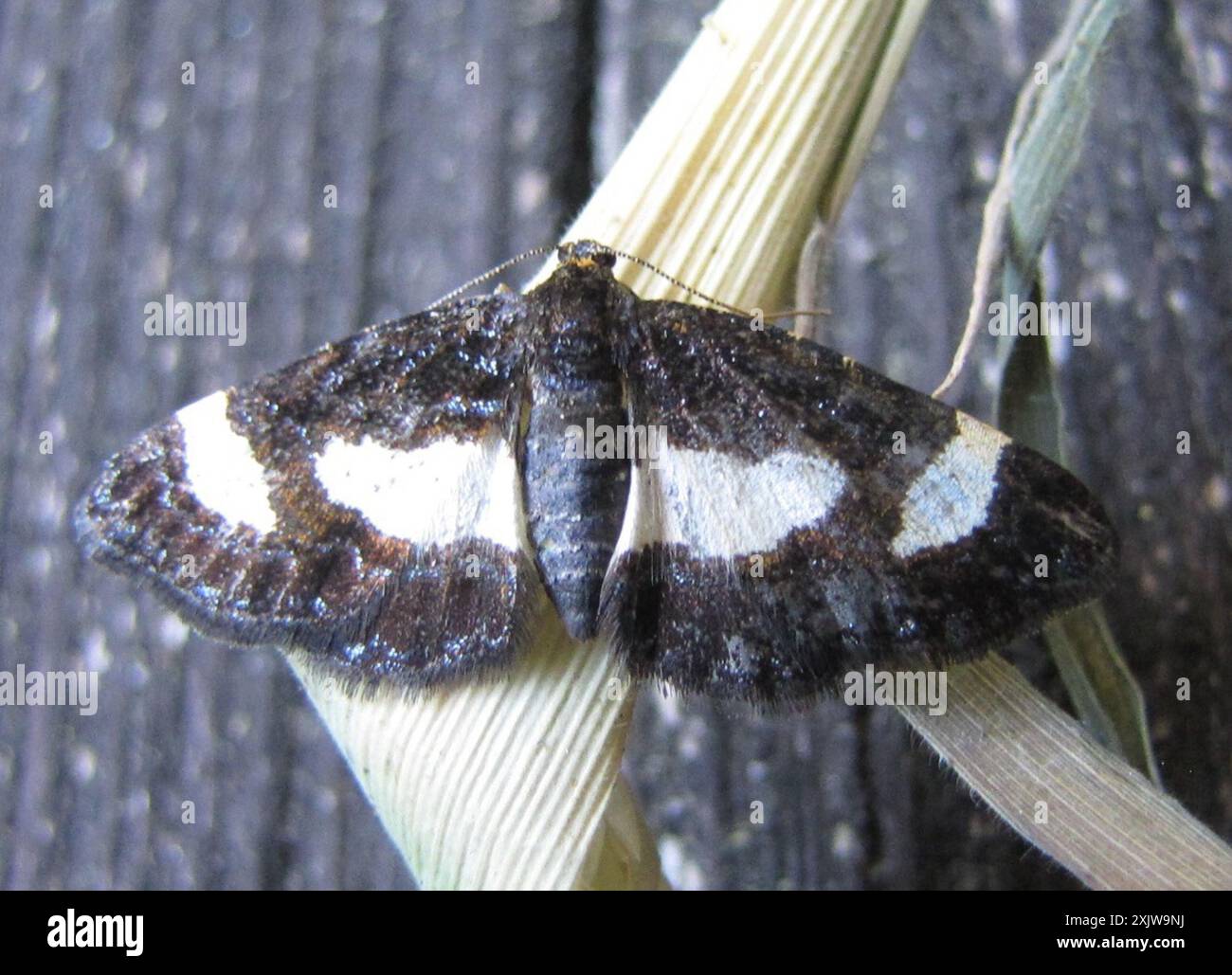 Common Spring Moth (Heliomata cycladata) Insecta Stock Photo - Alamy