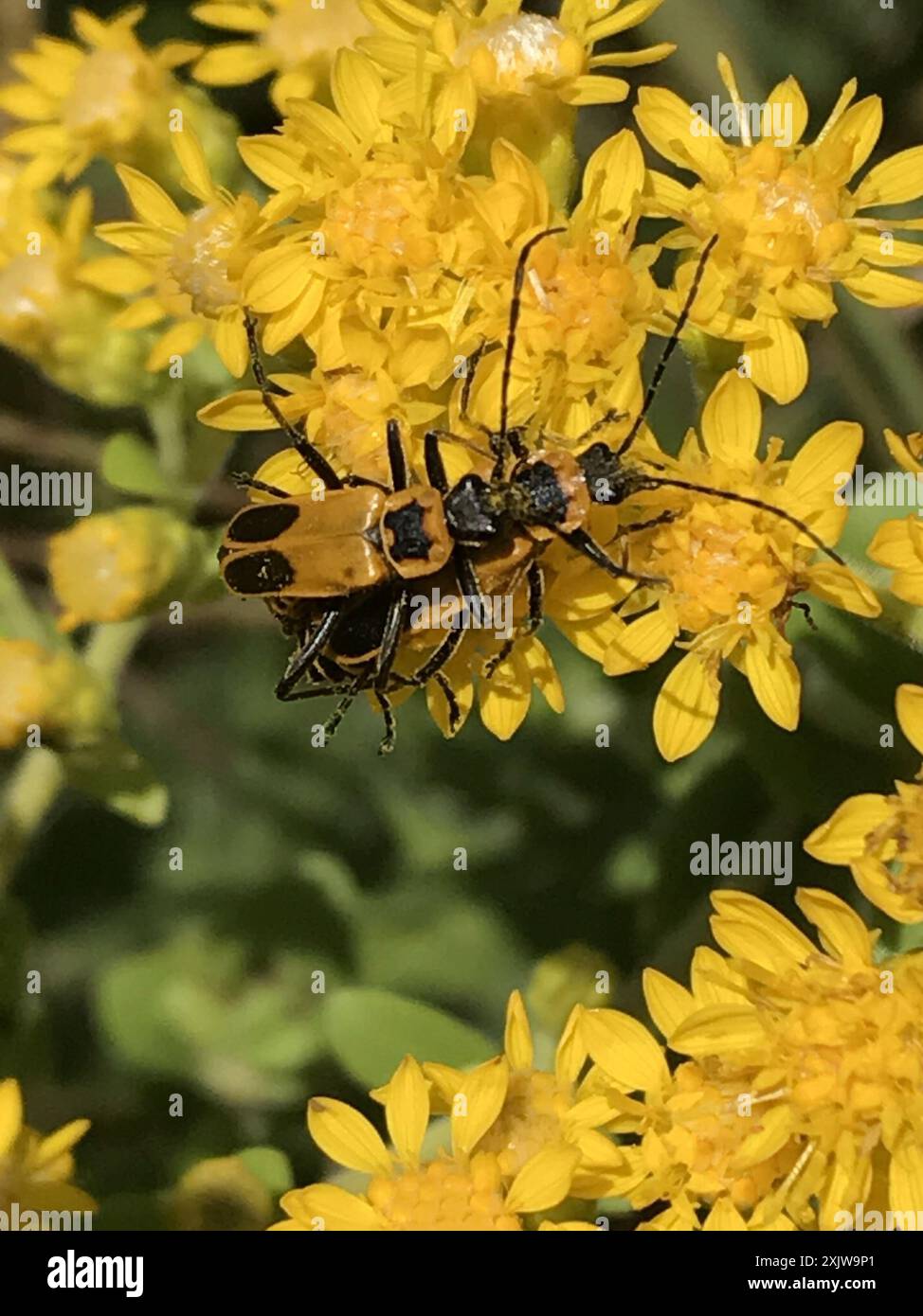 Goldenrod Soldier Beetle (Chauliognathus pensylvanicus) Insecta Stock ...