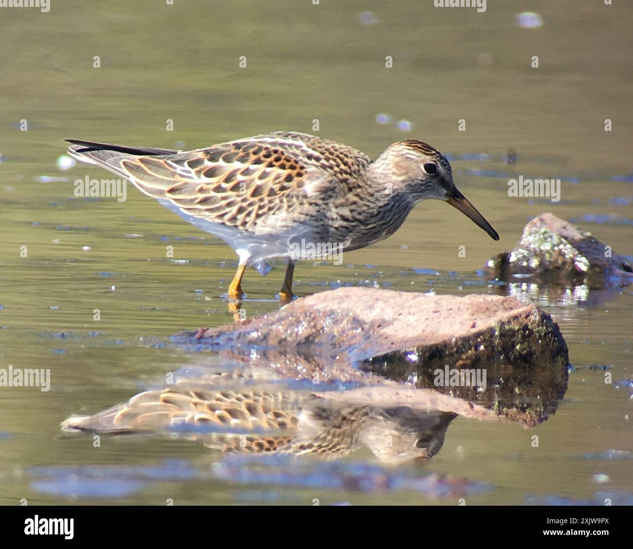 Pectoral Sandpiper (Calidris melanotos) Aves Stock Photo - Alamy