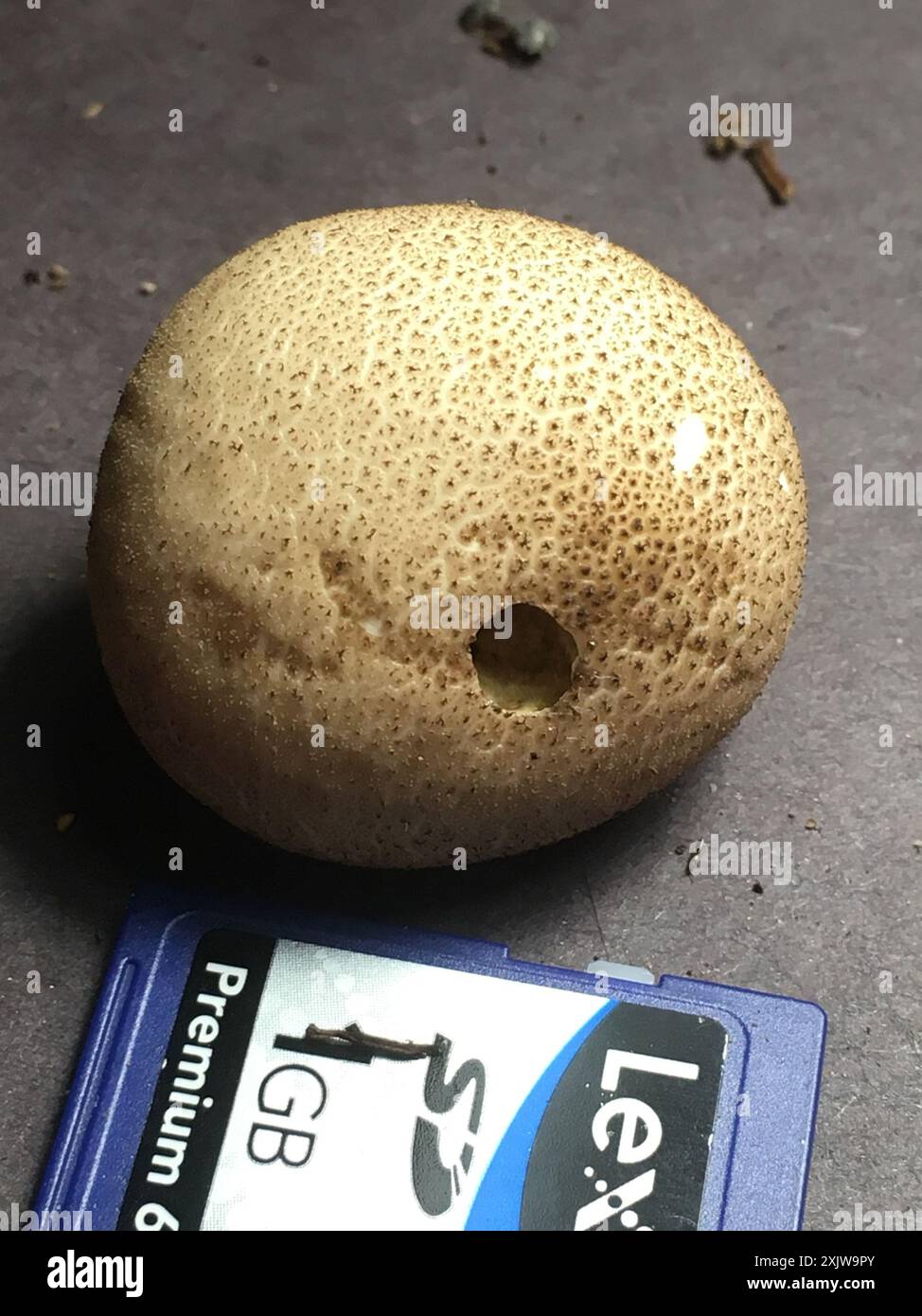 Pear-shaped Puffball (Apioperdon pyriforme) Fungi Stock Photo - Alamy