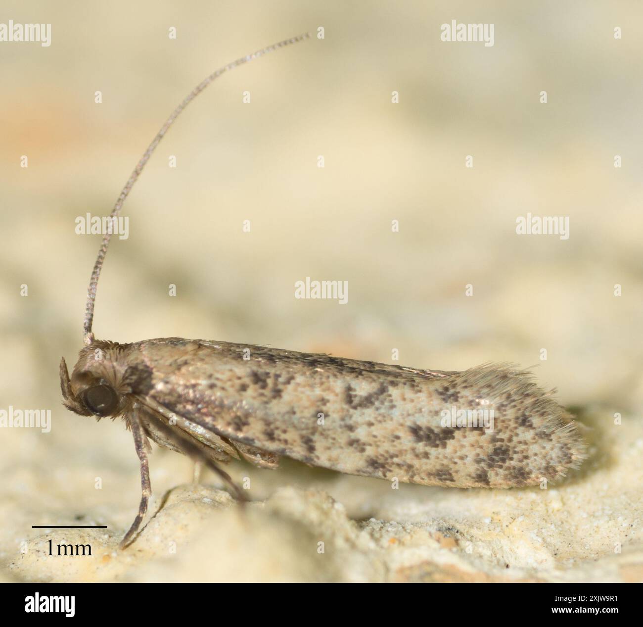 Butterflies and Moths (Lepidoptera) Insecta Stock Photo - Alamy