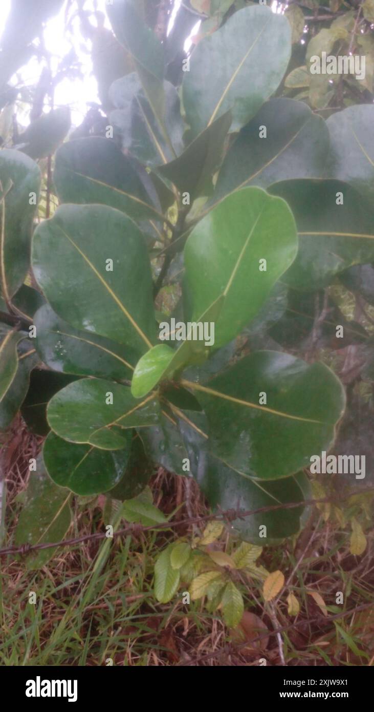 attorney trees (Clusia) Plantae Stock Photo - Alamy