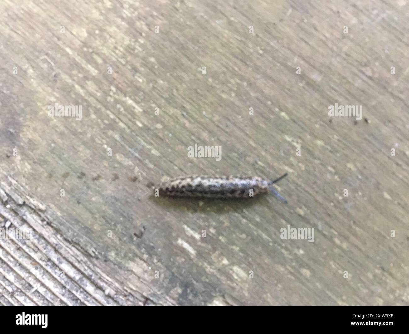 Carolina Mantleslug (Philomycus carolinianus) Mollusca Stock Photo - Alamy