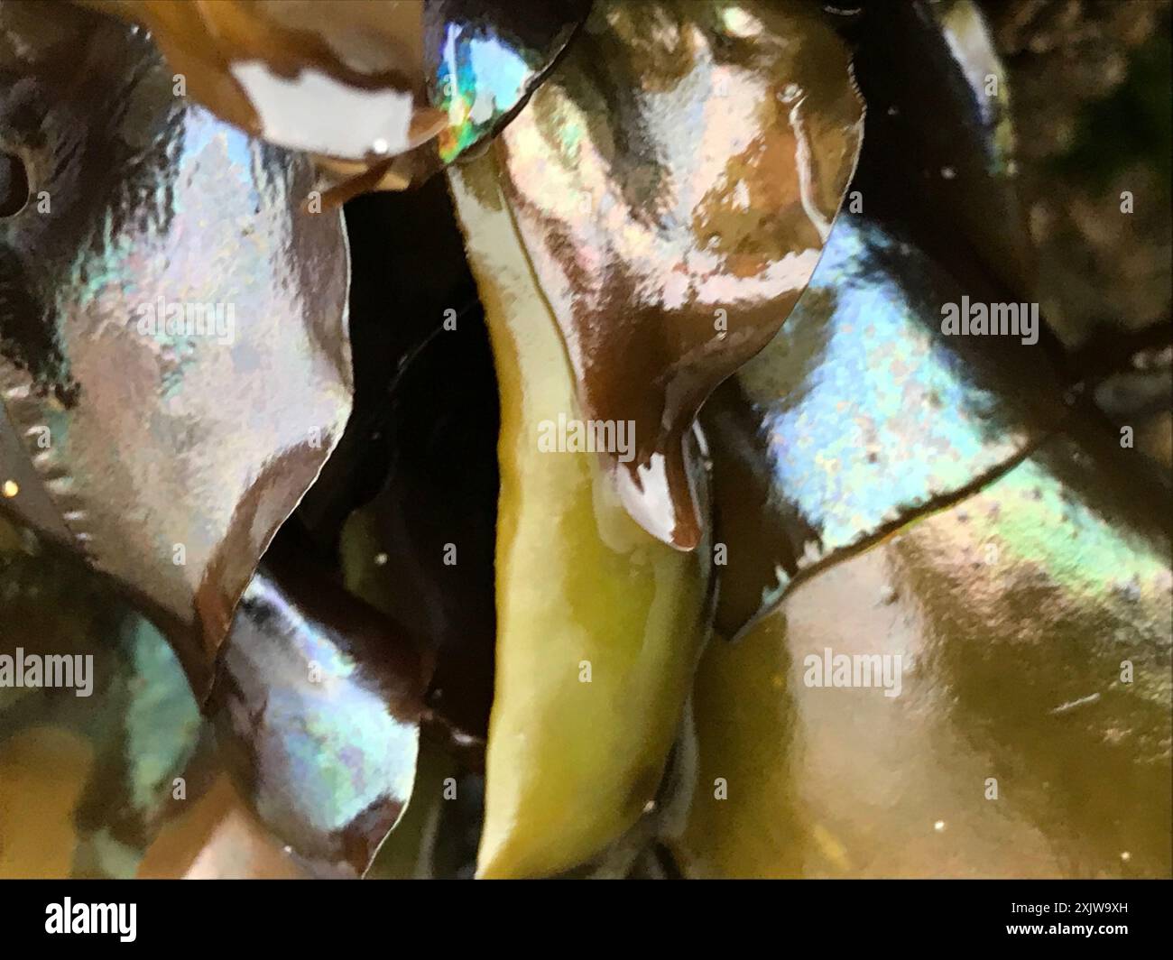 splendid iridescent seaweed (Mazzaella splendens) Plantae Stock Photo ...