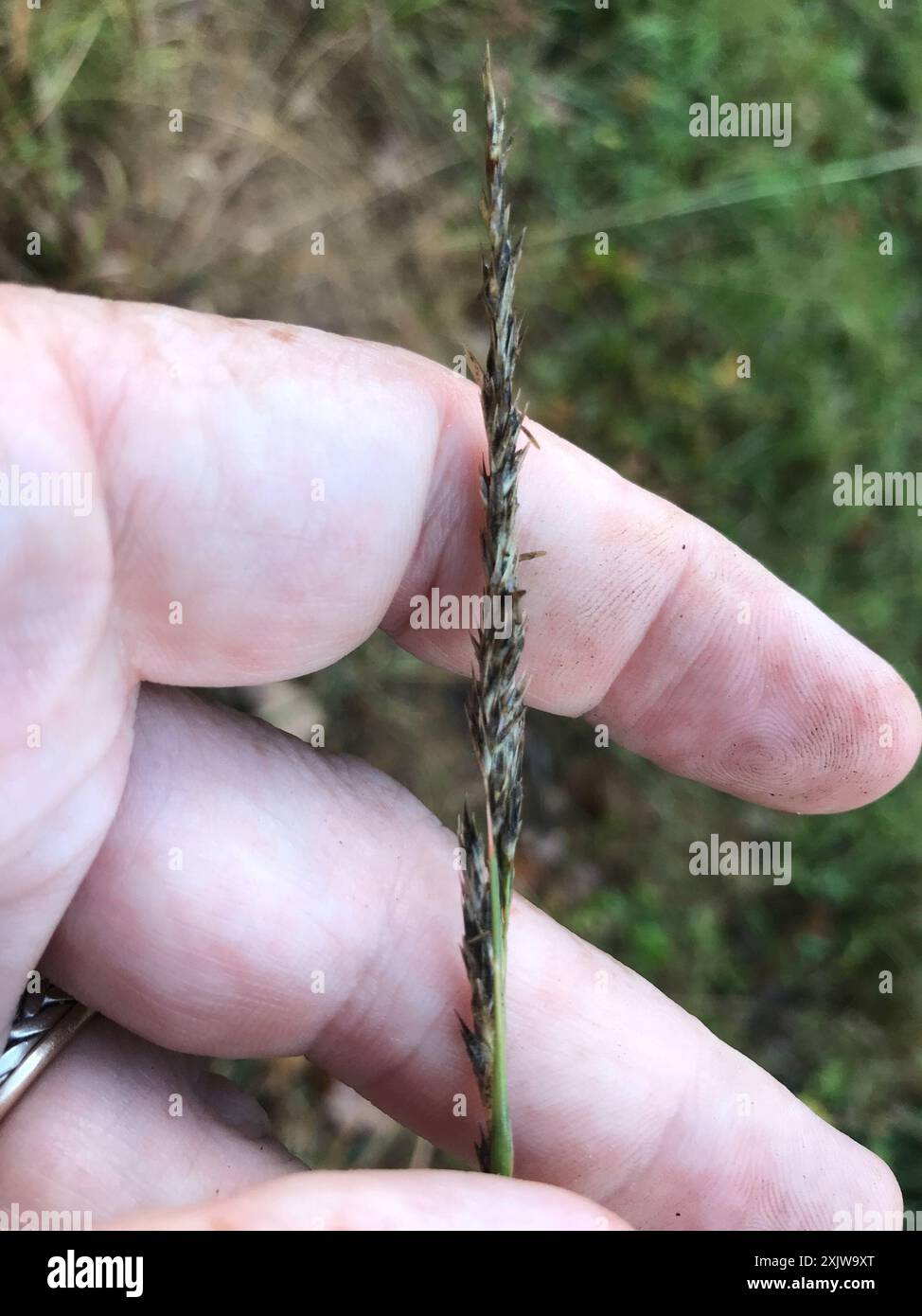 Rough Dropseed (Sporobolus clandestinus) Plantae Stock Photo - Alamy