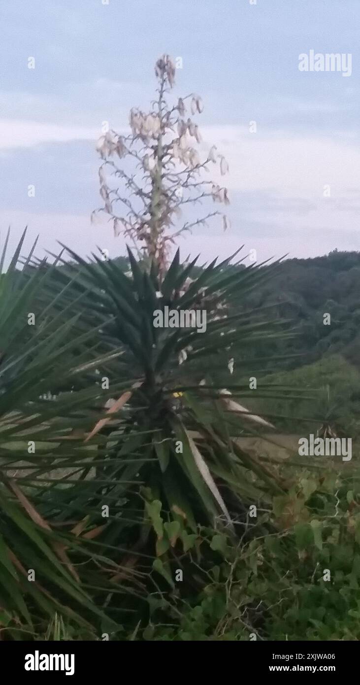 Aloe Yucca (Yucca aloifolia) Plantae Stock Photo - Alamy
