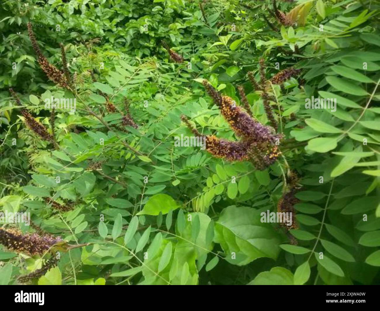 false indigo bush (Amorpha fruticosa) Plantae Stock Photo - Alamy