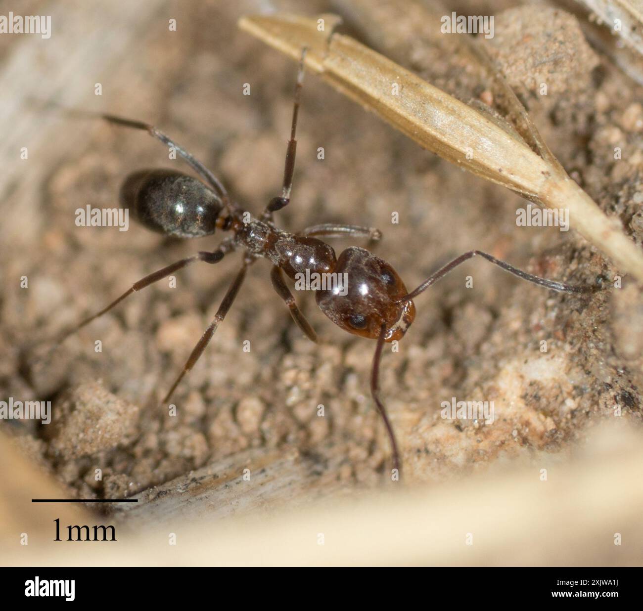Pyramid Ants (Dorymyrmex) Insecta Stock Photo - Alamy