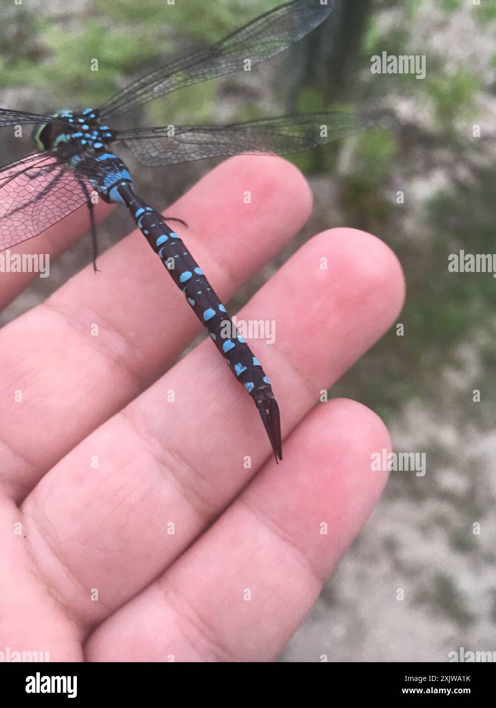 Black-tipped Darner (Aeshna tuberculifera) Insecta Stock Photo - Alamy