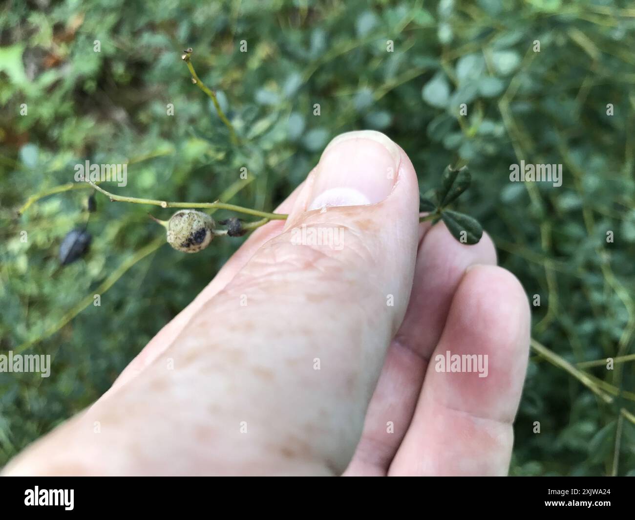 eastern wild indigo (Baptisia tinctoria) Plantae Stock Photo - Alamy