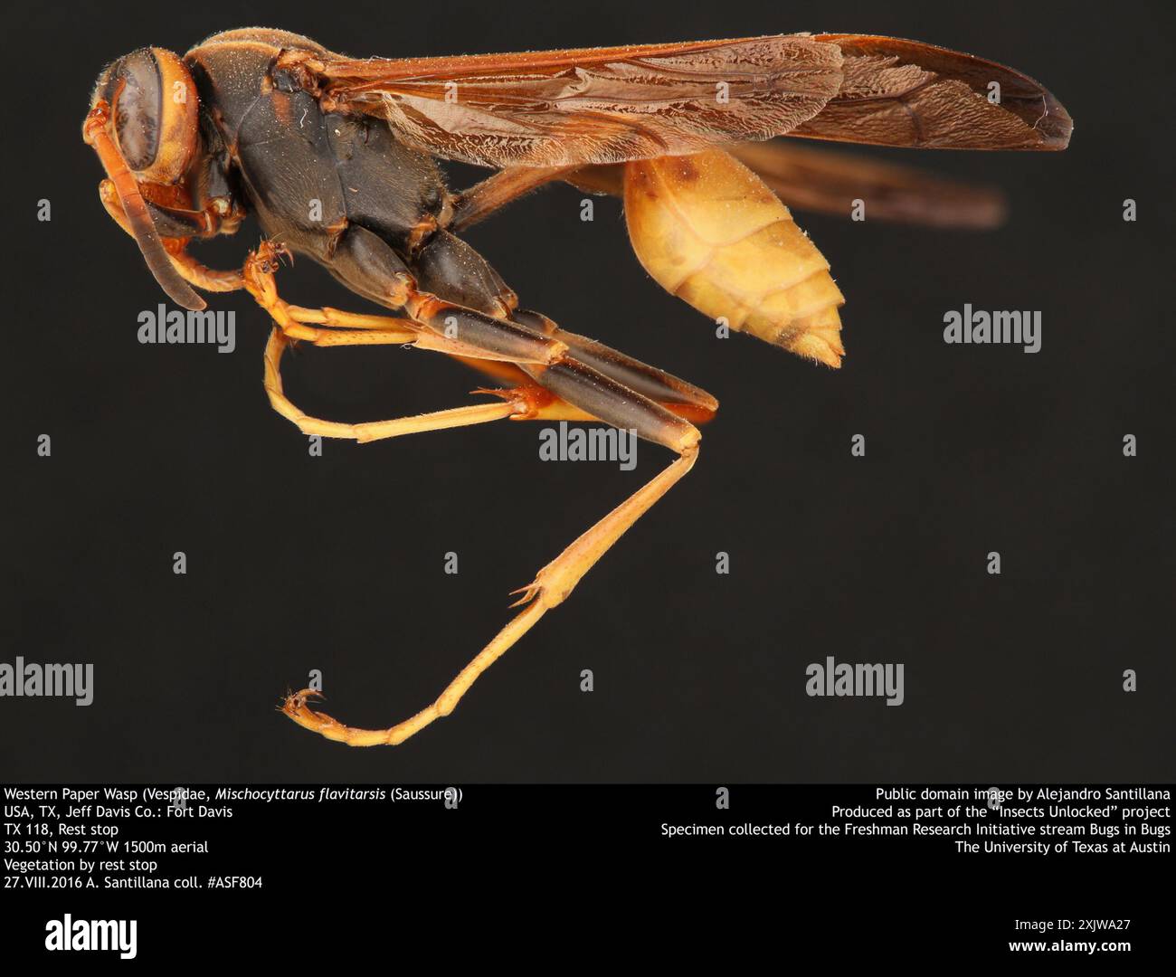 Western Paper Wasp (Mischocyttarus flavitarsis) Insecta Stock Photo - Alamy