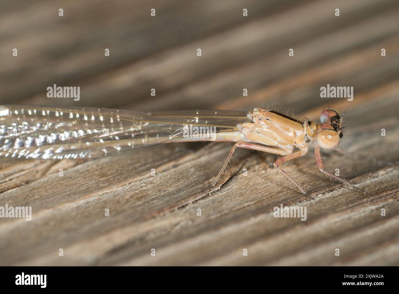 Pacific Forktail (Ischnura cervula) Insecta Stock Photo - Alamy