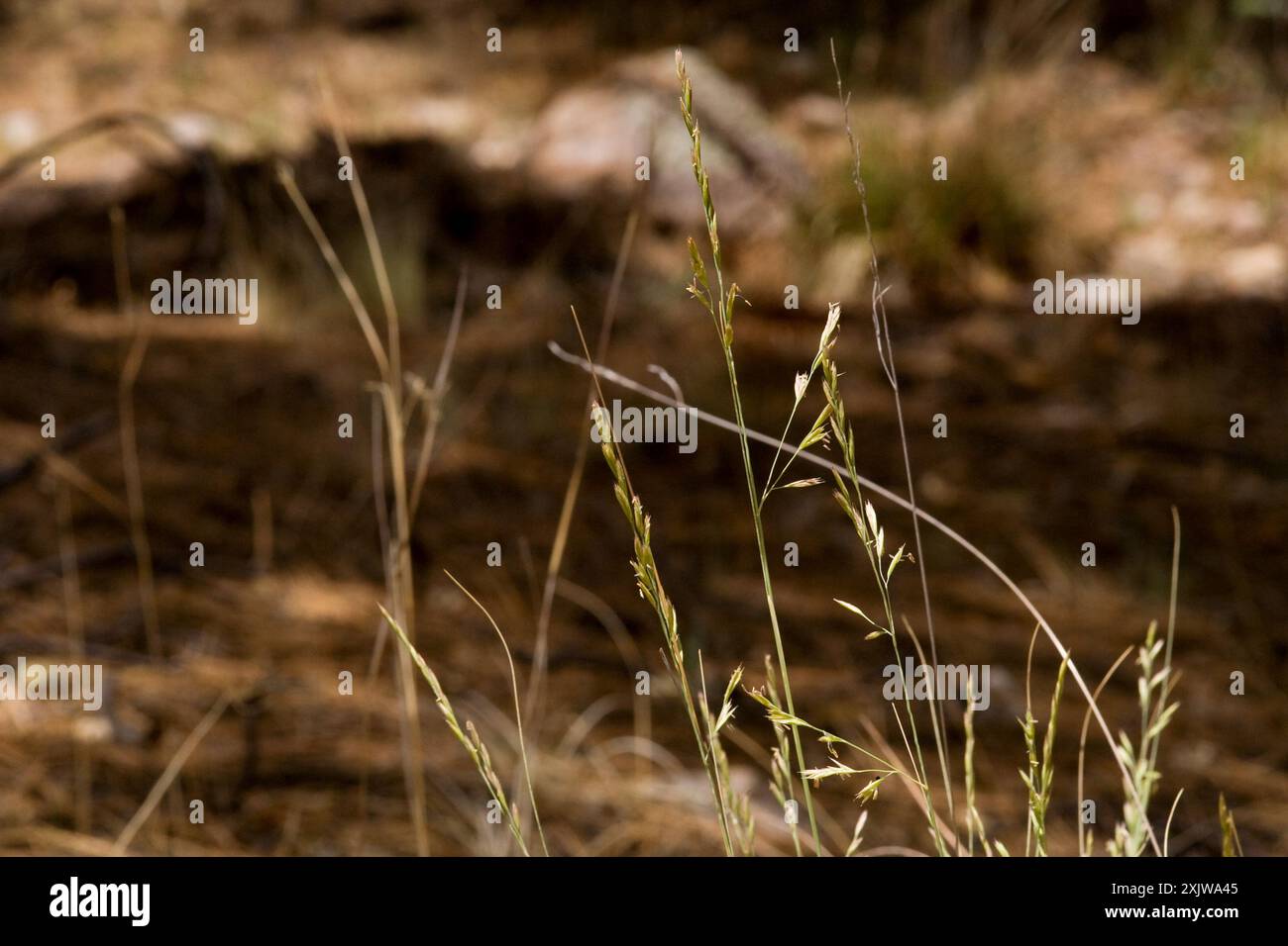 Arizona Fescue (Festuca arizonica) Plantae Stock Photo - Alamy
