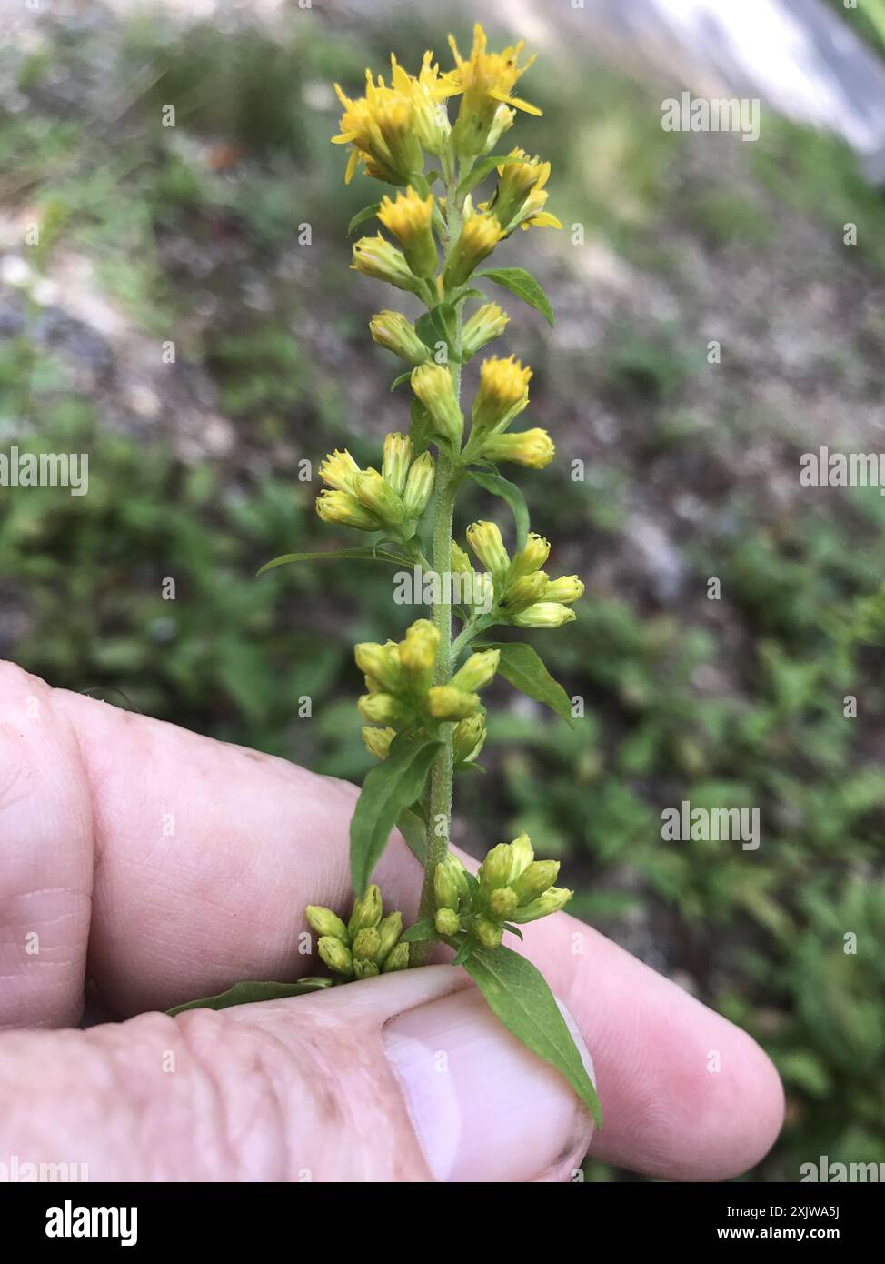 Solidago roanensis hi-res stock photography and images - Alamy