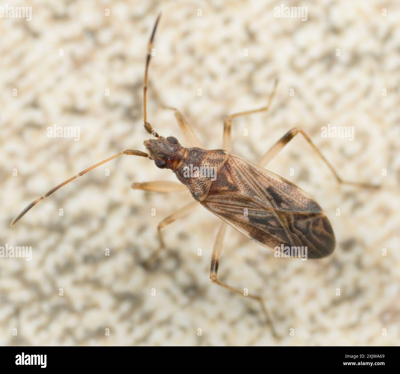 (Ozophora occidentalis) Insecta Stock Photo - Alamy