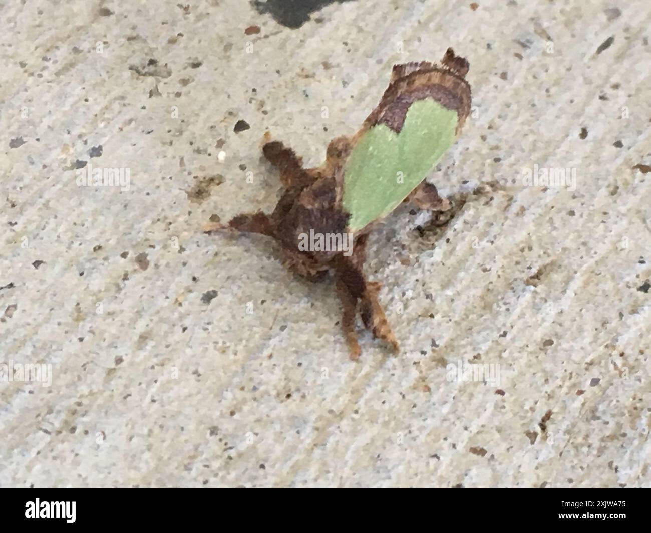 Euclea slug moth hi-res stock photography and images - Alamy