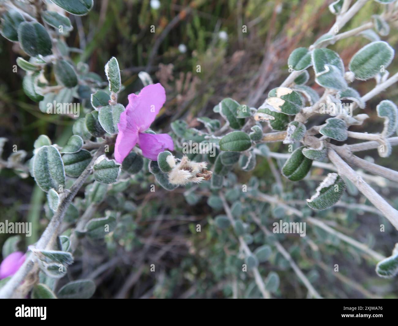 Hairy Capesweetpea (Podalyria burchellii) Plantae Stock Photo - Alamy