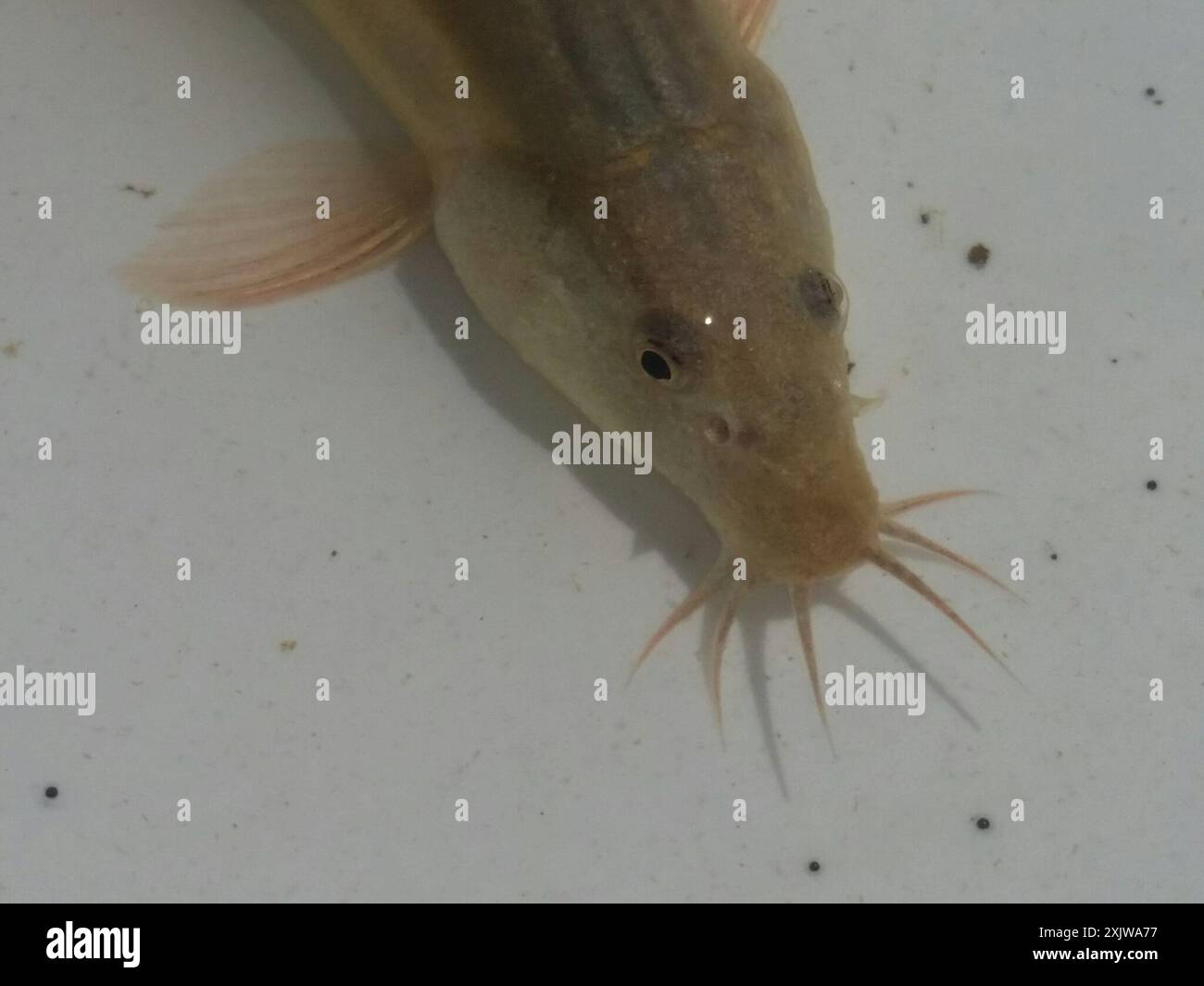 Oriental weatherfish hi-res stock photography and images - Alamy