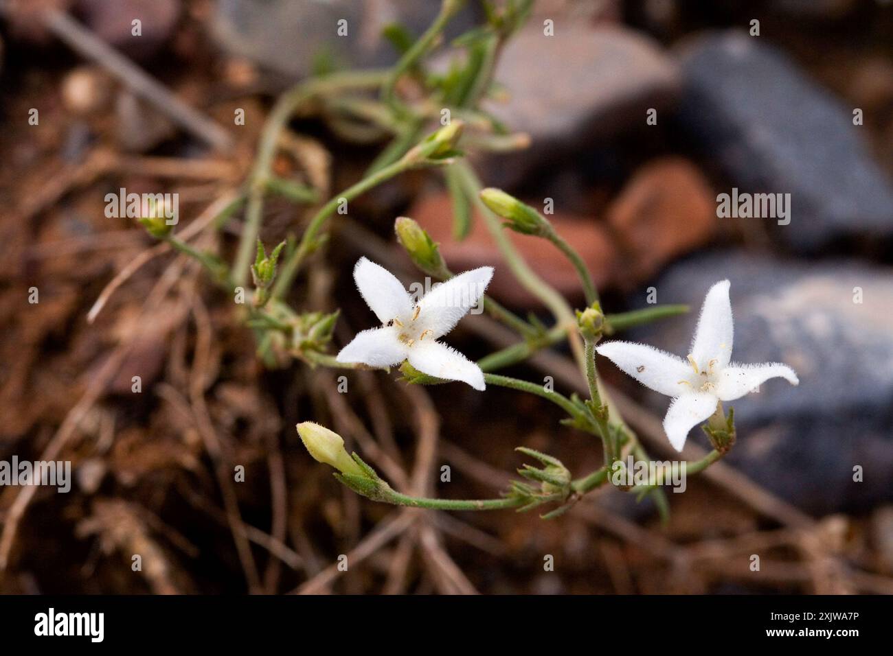 Needleleaf Bluet (Houstonia acerosa) Plantae Stock Photo - Alamy
