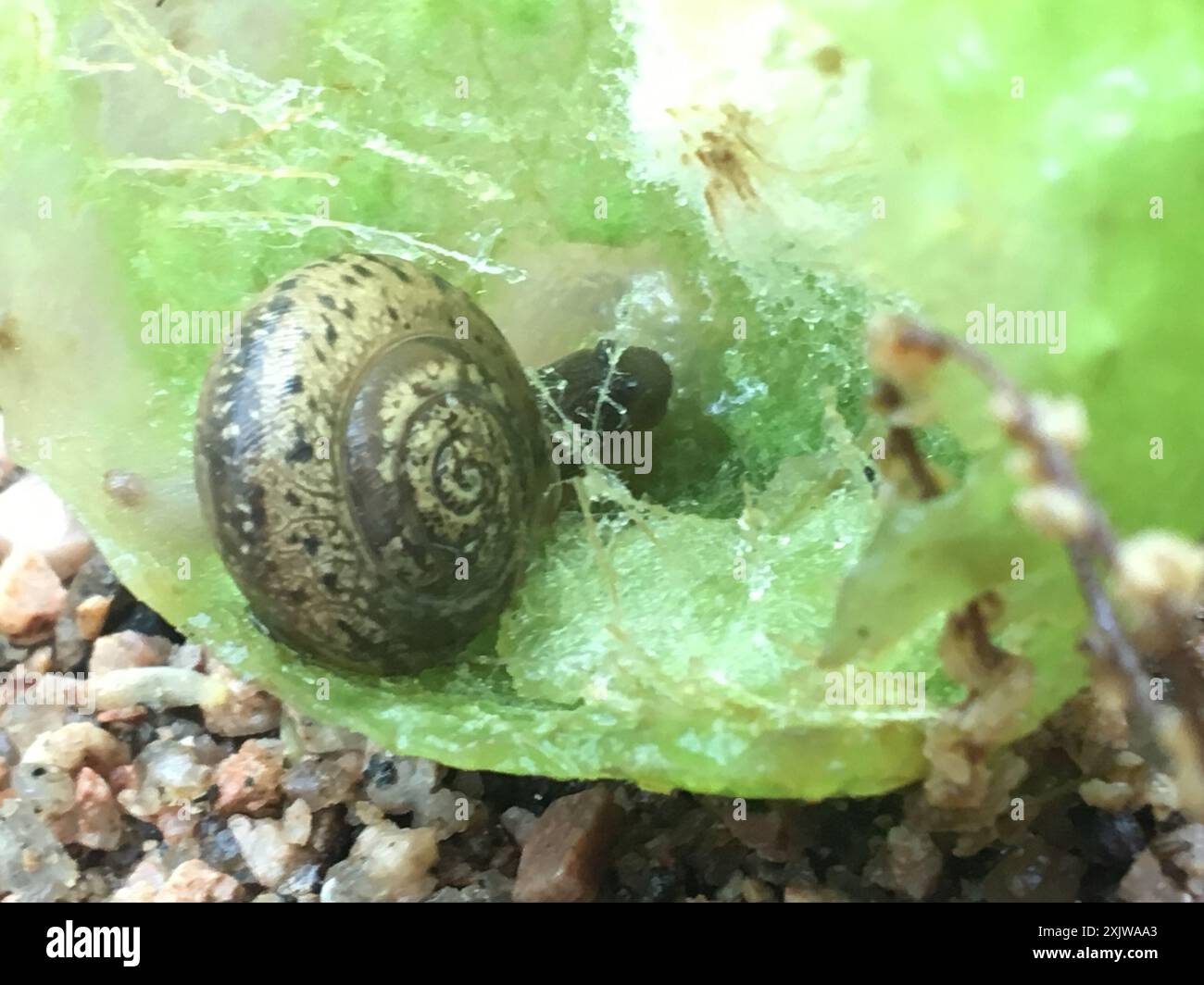 Common Land Snails and Slugs (Stylommatophora) Mollusca Stock Photo - Alamy