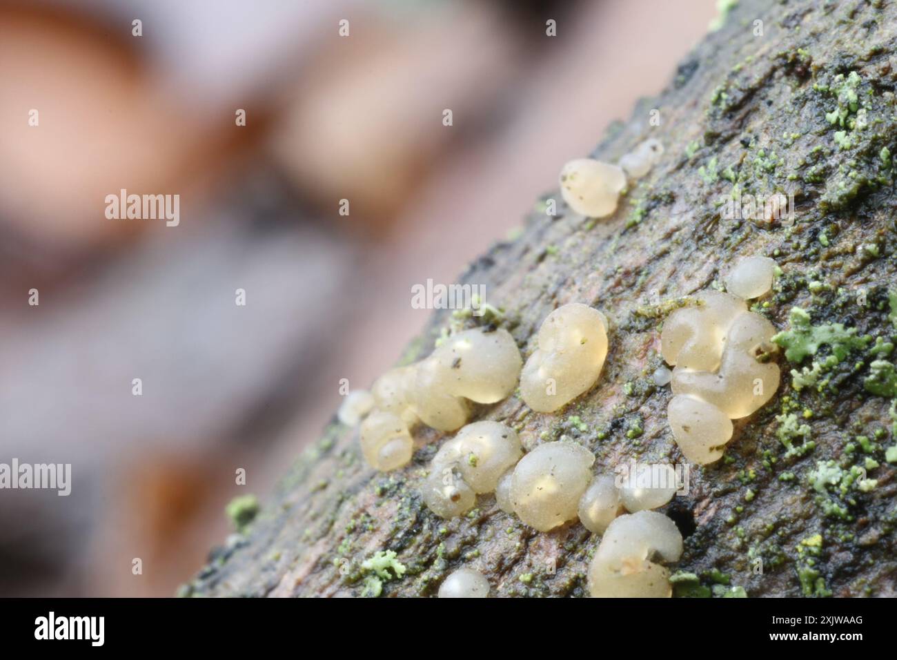 Crystal Brain Fungus (Myxarium nucleatum) Fungi Stock Photo - Alamy