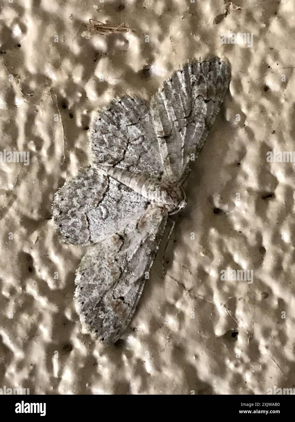 Geometer Moths (Geometridae) Insecta Stock Photo - Alamy