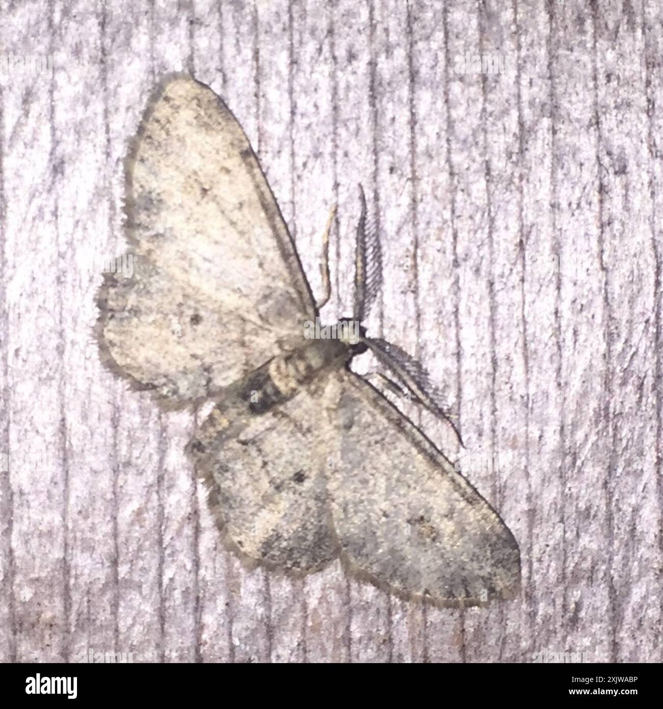 Texas Gray (Glenoides texanaria) Insecta Stock Photo - Alamy