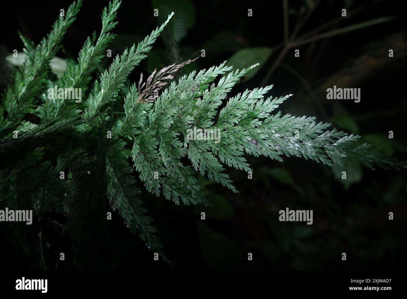 Filmy Ferns and Bristle Ferns (Hymenophyllaceae) Plantae Stock Photo ...