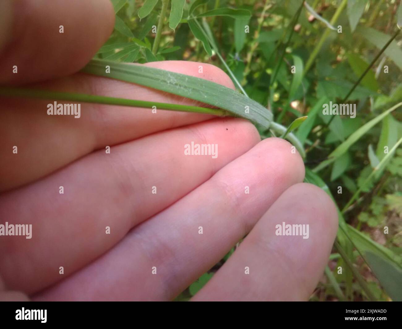 Field Brome (Bromus arvensis) Plantae Stock Photo - Alamy