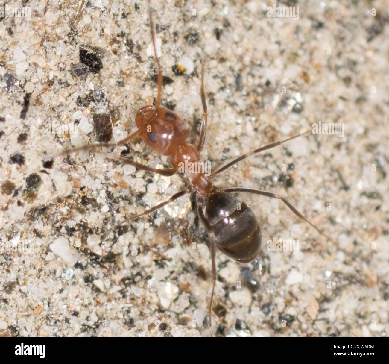 Pyramid Ants (Dorymyrmex) Insecta Stock Photo - Alamy