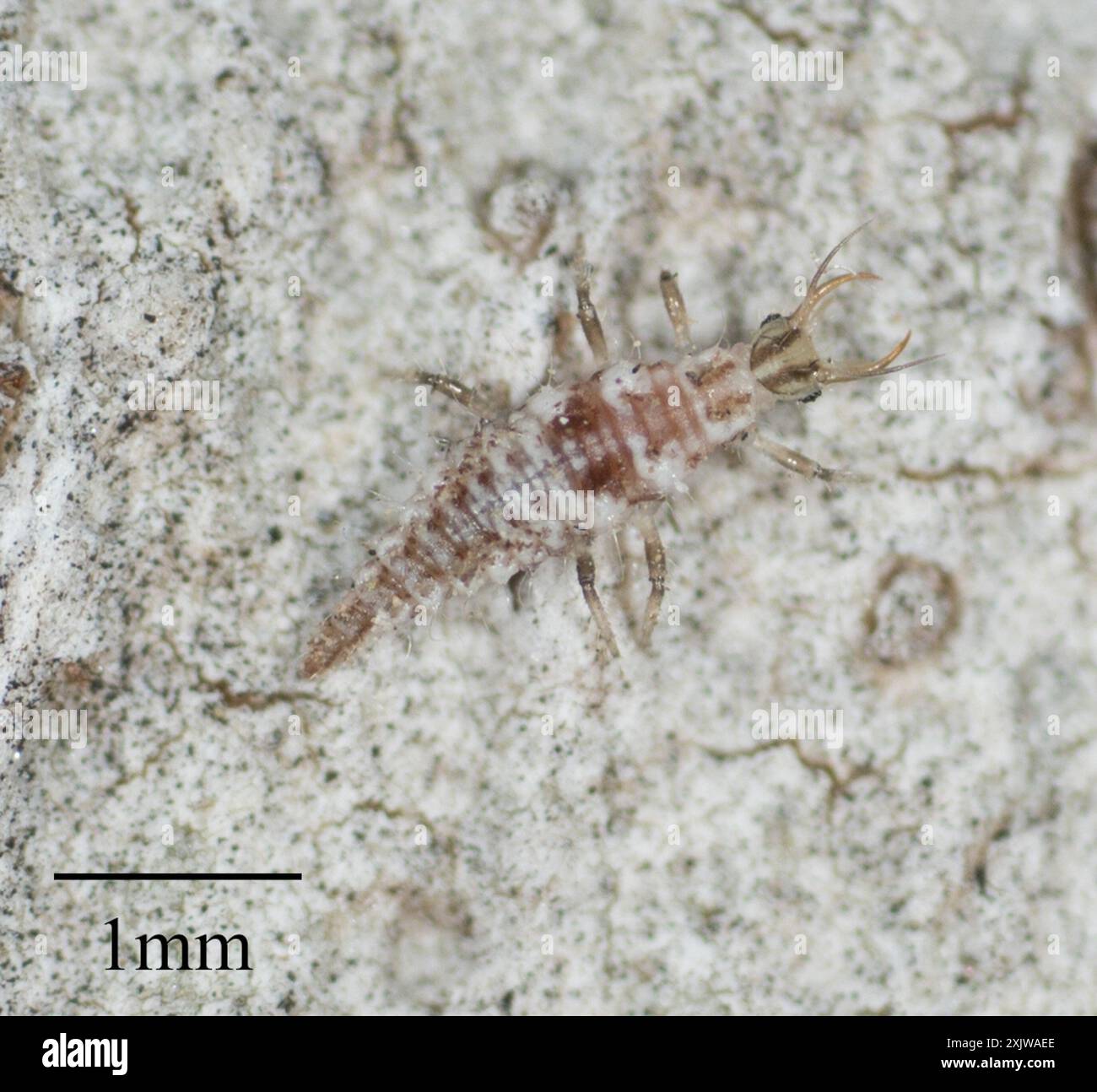 Antlions, Lacewings, and Allies (Neuroptera) Insecta Stock Photo - Alamy