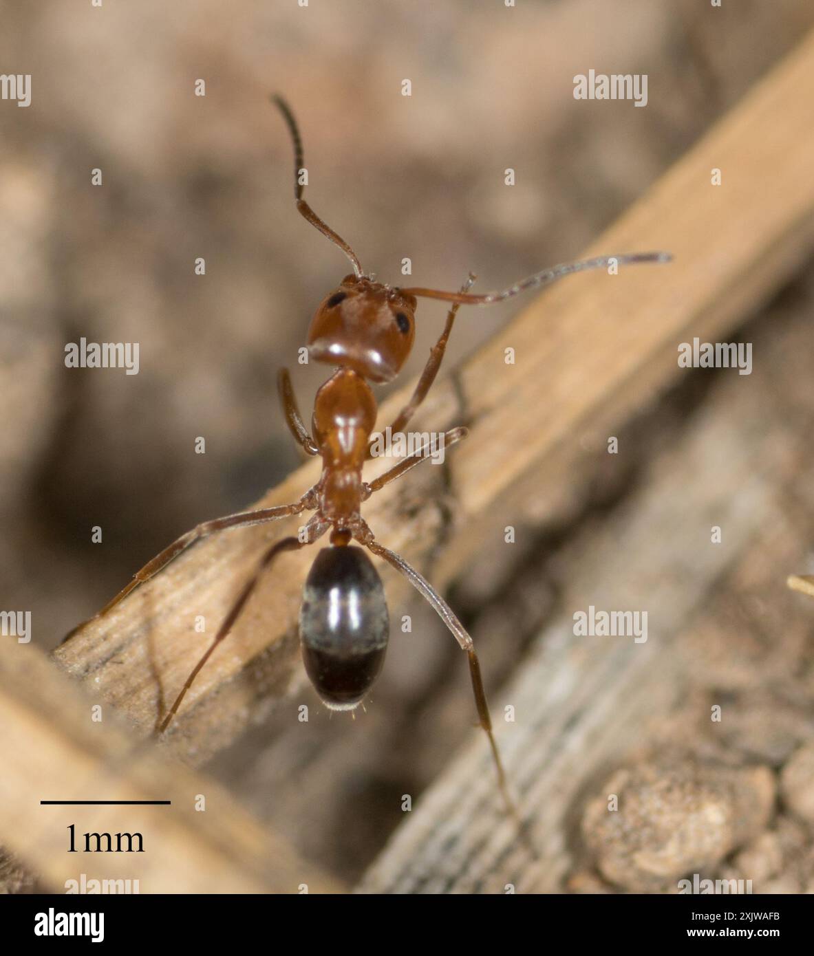 Pyramid Ants (Dorymyrmex) Insecta Stock Photo - Alamy