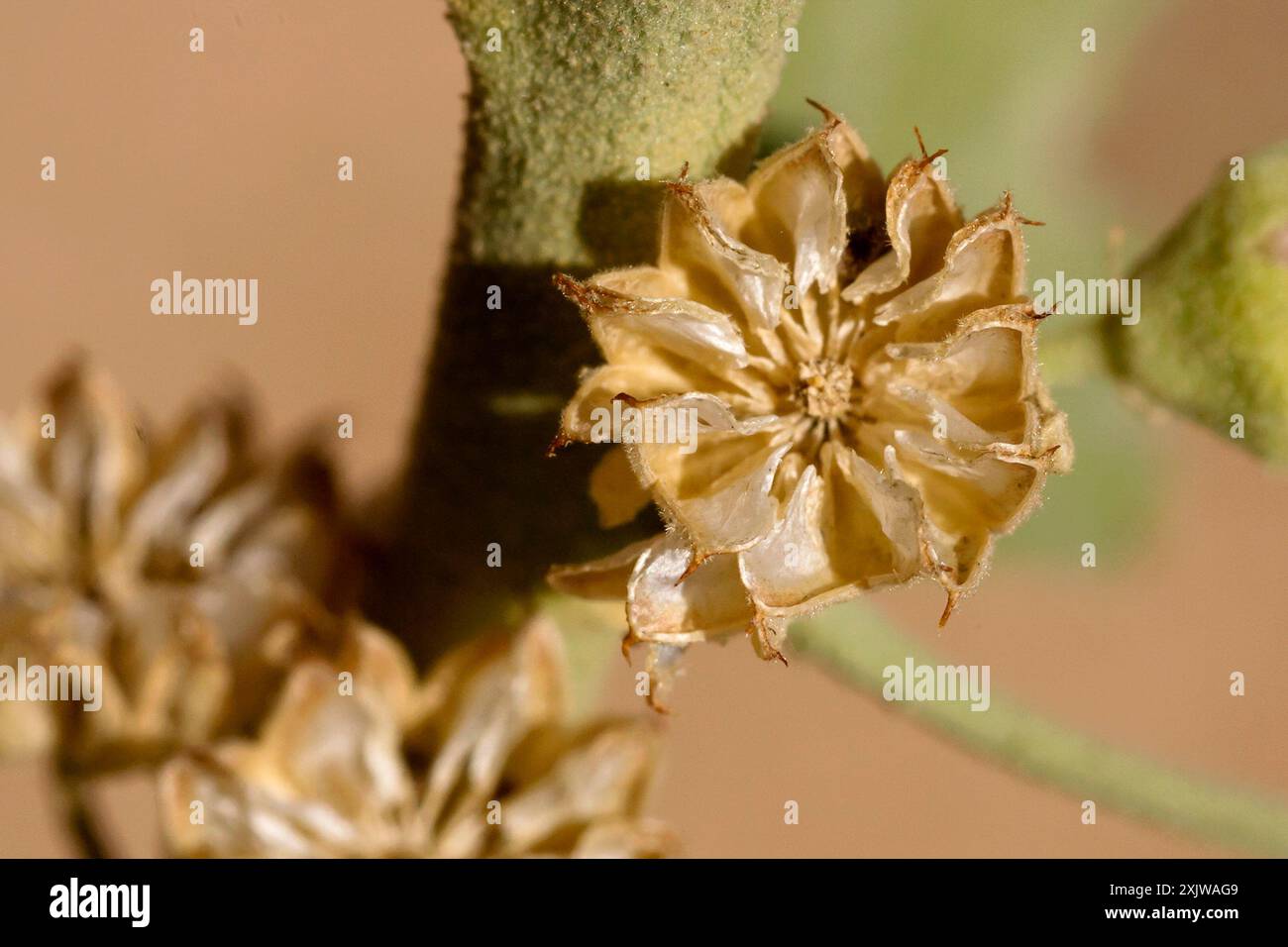 gray globemallow (Sphaeralcea incana) Plantae Stock Photo - Alamy