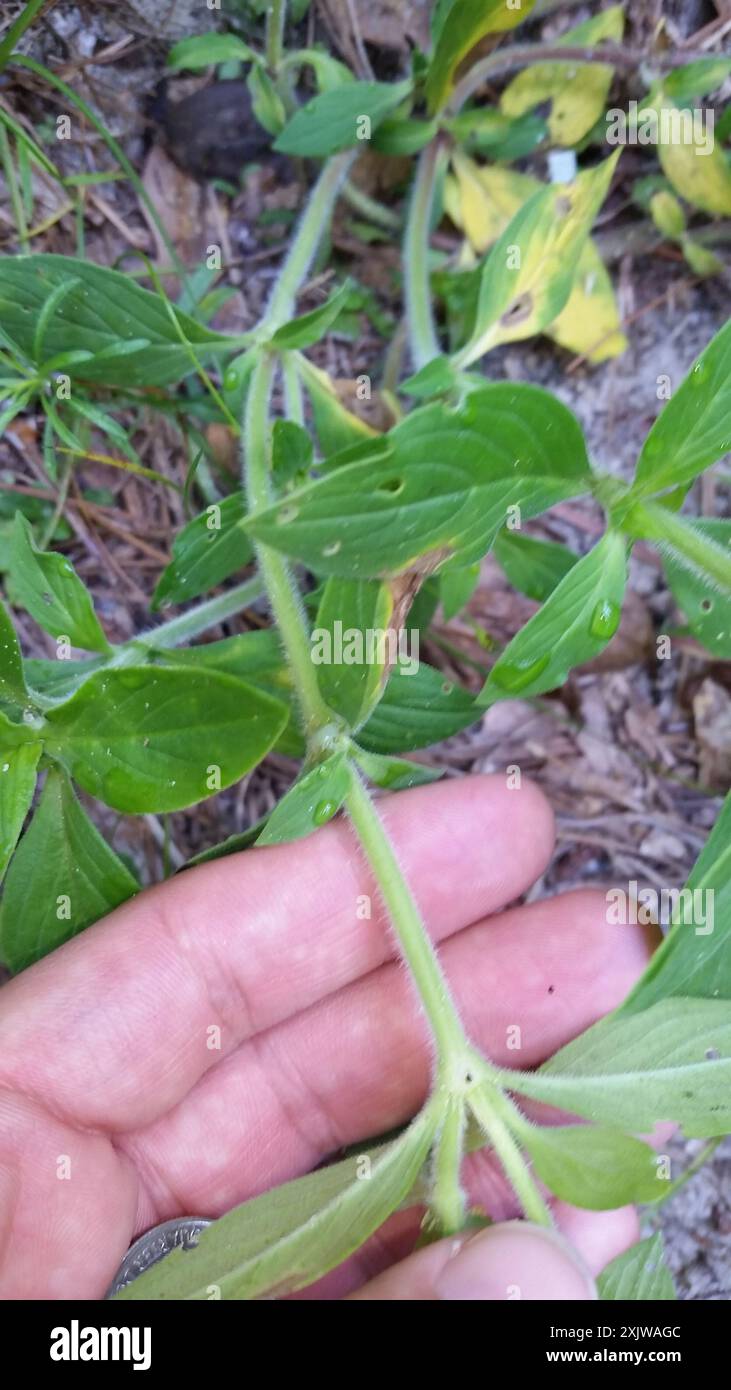 Tropical Mexican Clover (Richardia brasiliensis) Plantae Stock Photo ...