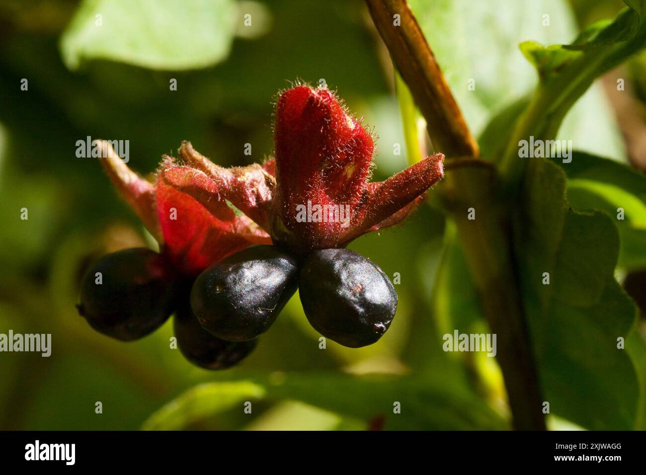 twinberry honeysuckle (Lonicera involucrata) Plantae Stock Photo - Alamy