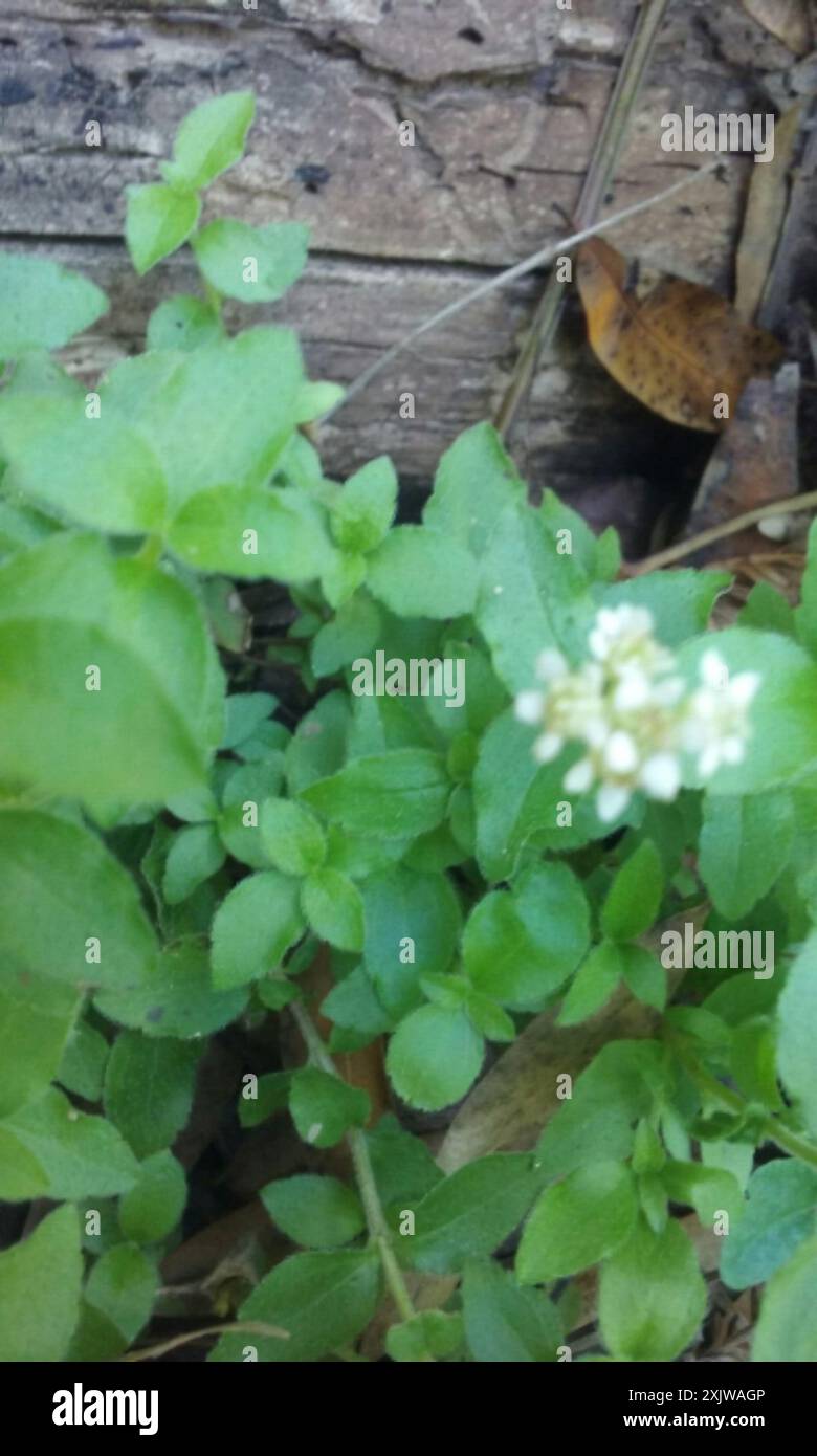 modesty (Whipplea modesta) Plantae Stock Photo - Alamy