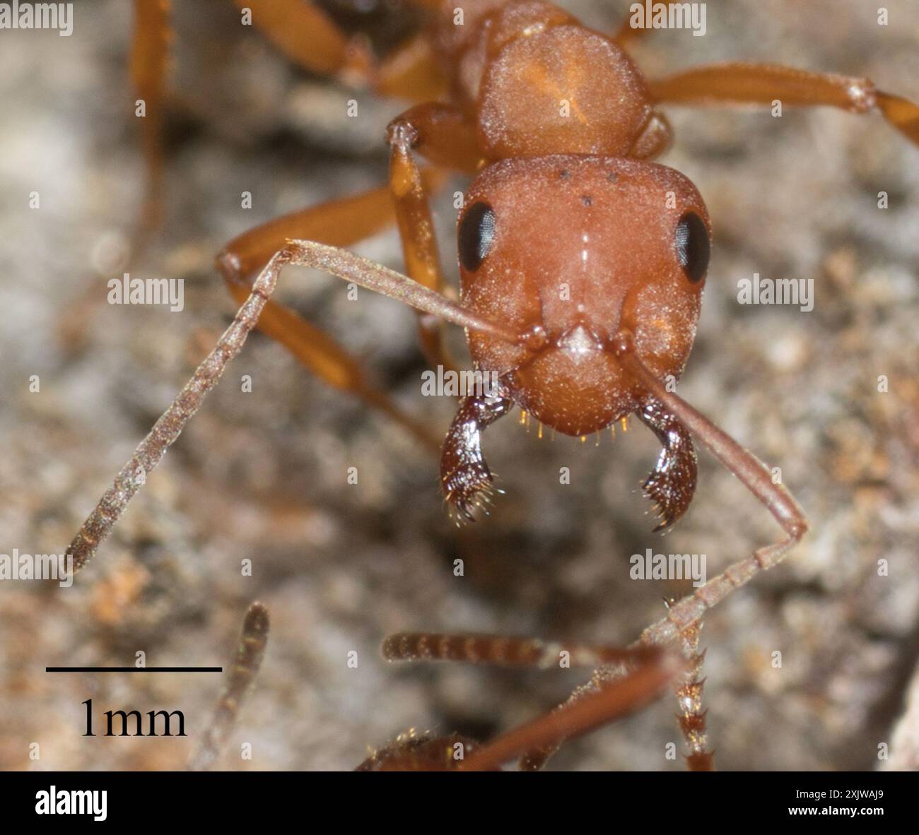 integra-group Field and Mound Ants (Formica integra) Insecta Stock ...