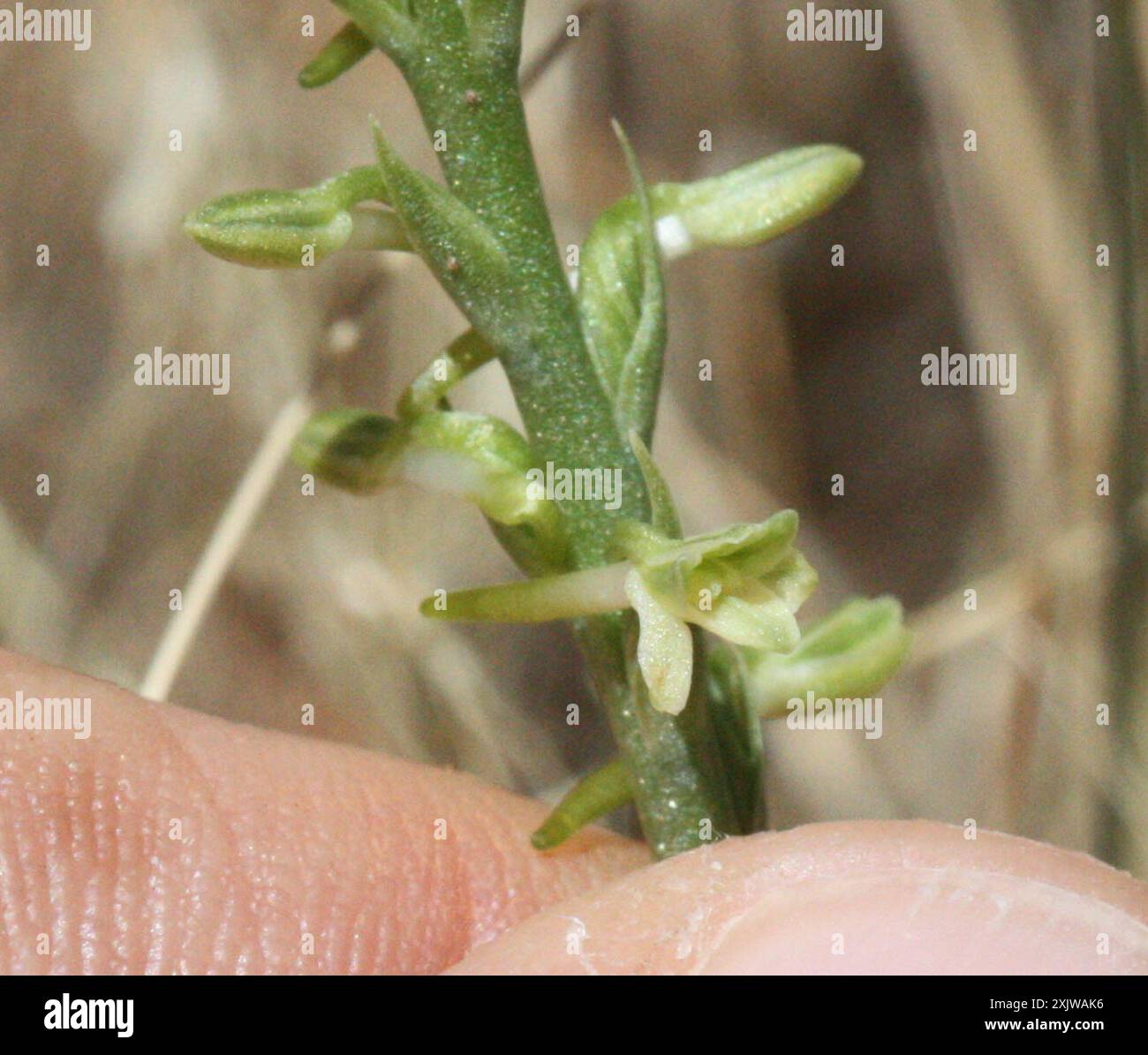 Flat Spurred Piperia (Platanthera transversa) Plantae Stock Photo - Alamy