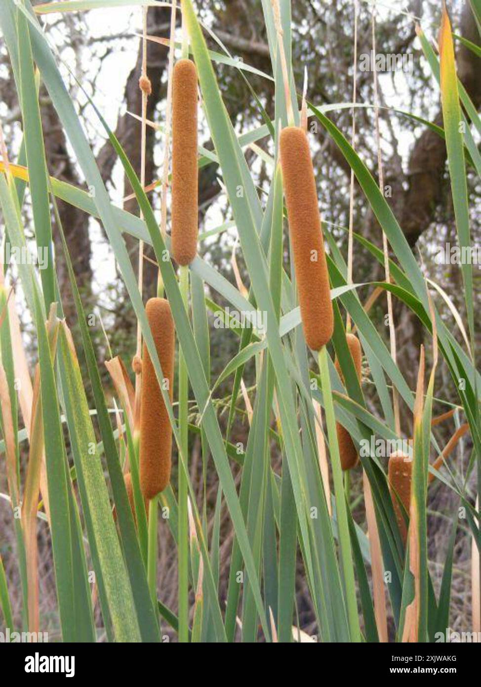 Cape Bulrush (Typha capensis) Plantae Stock Photo - Alamy