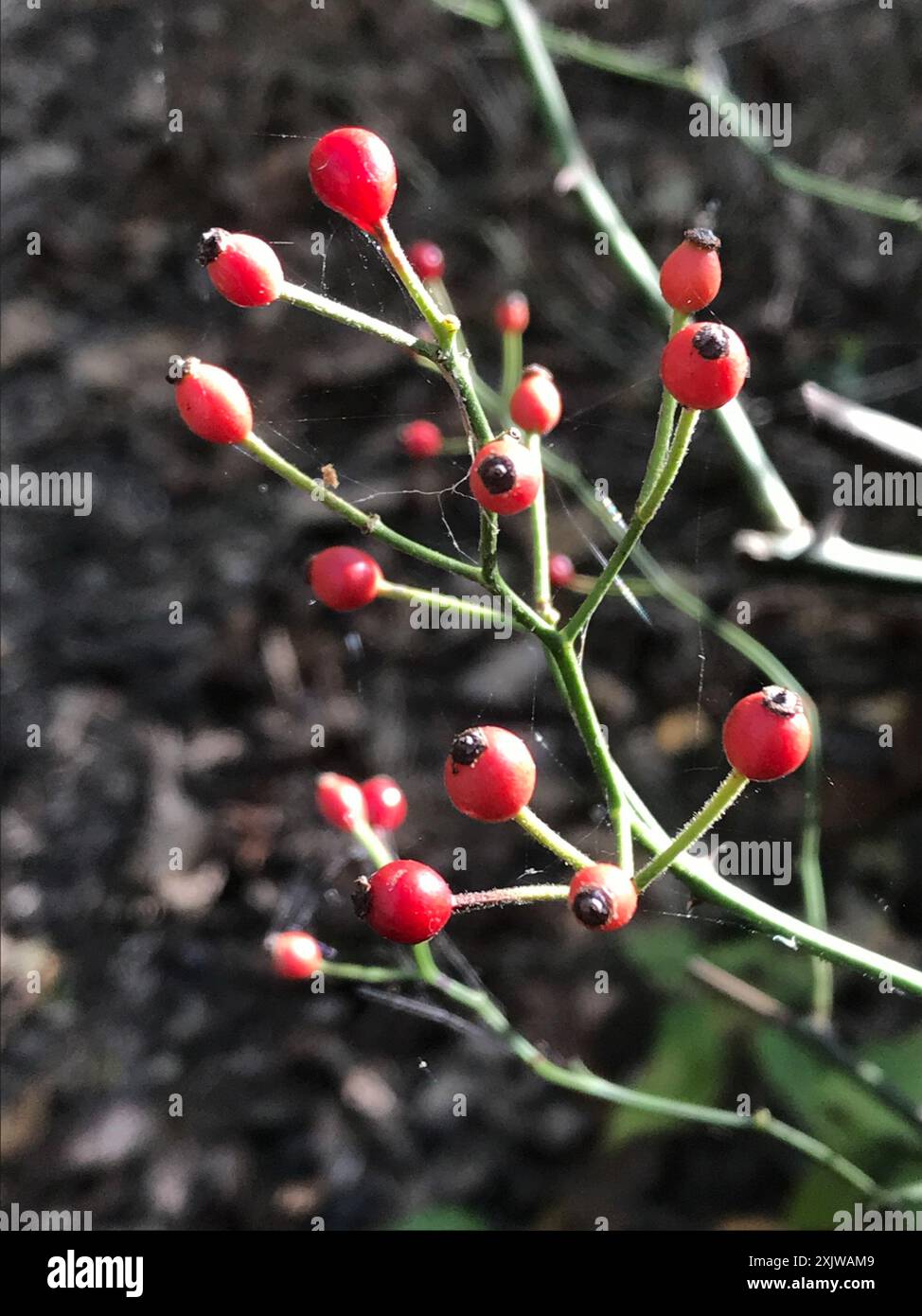 multiflora rose (Rosa multiflora) Plantae Stock Photo - Alamy