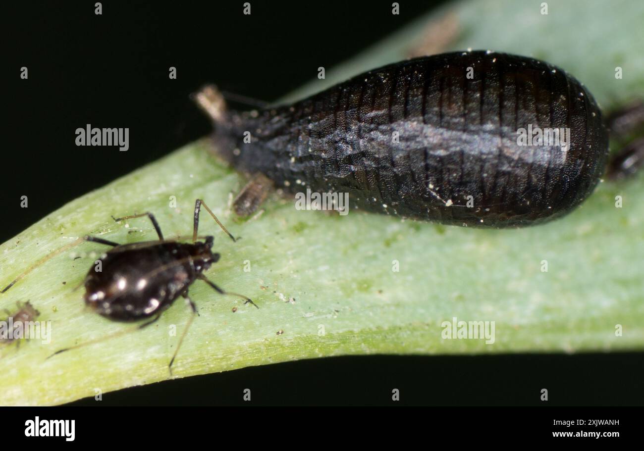 Typical Hover Flies (Syrphinae) Insecta Stock Photo - Alamy