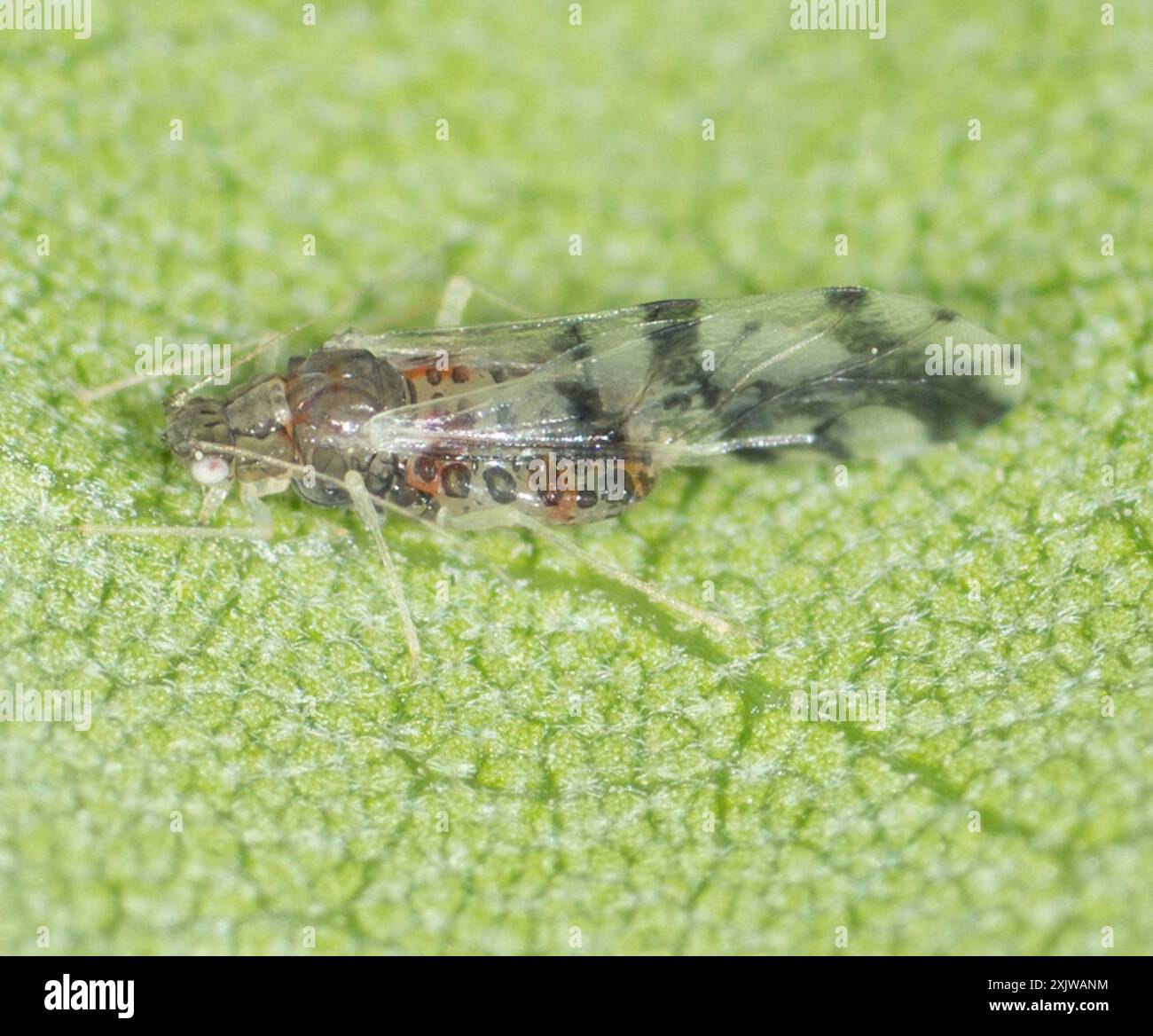 Eastern dusky-winged oak aphid (Neomyzocallis discolor) Insecta Stock ...
