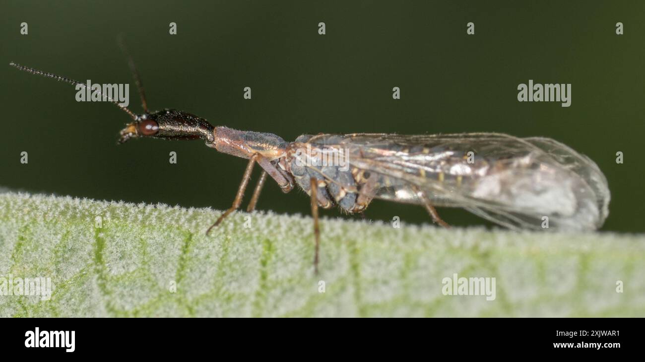 Common Snakeflies (Agulla) Insecta Stock Photo - Alamy