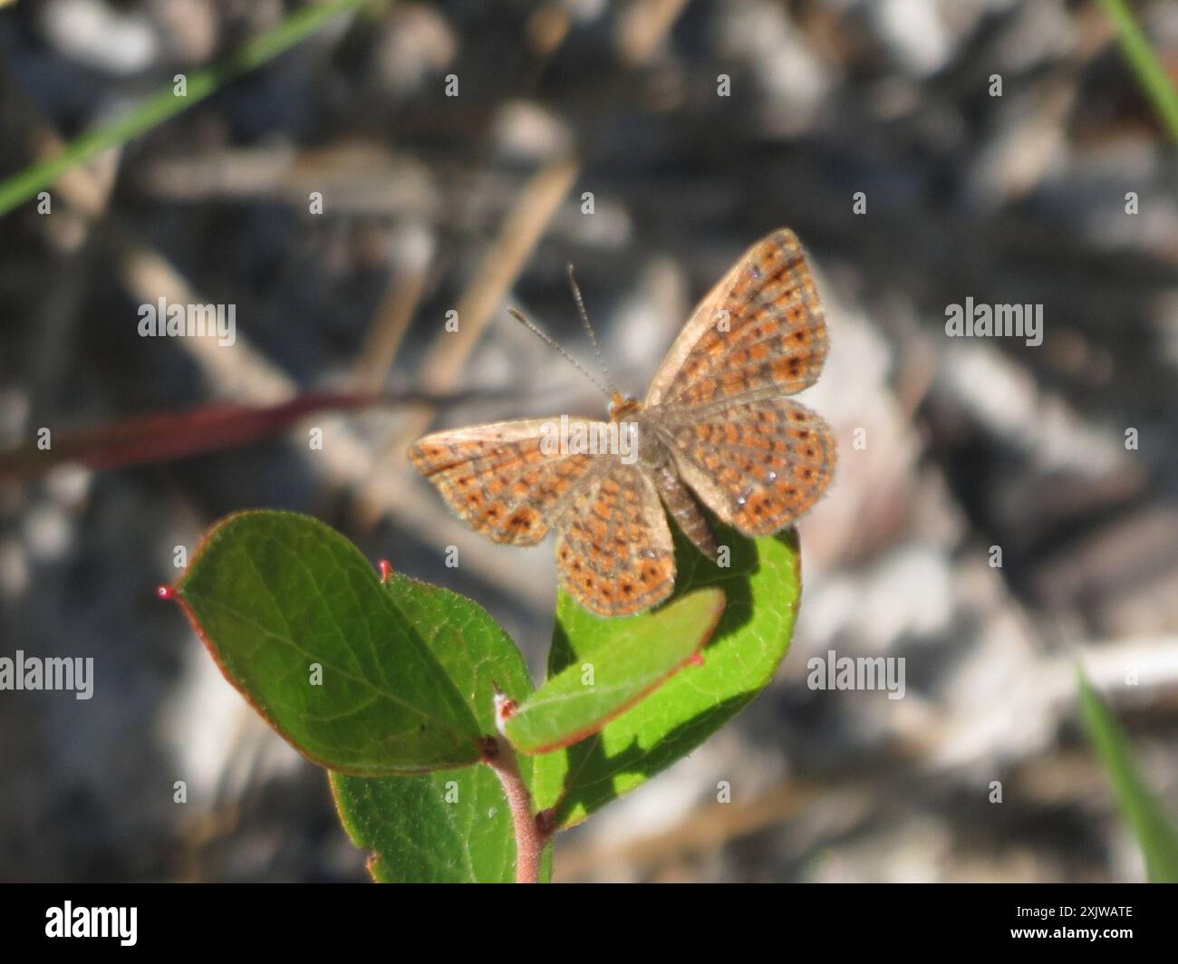 Little Metalmark (Calephelis virginiensis) Insecta Stock Photo - Alamy