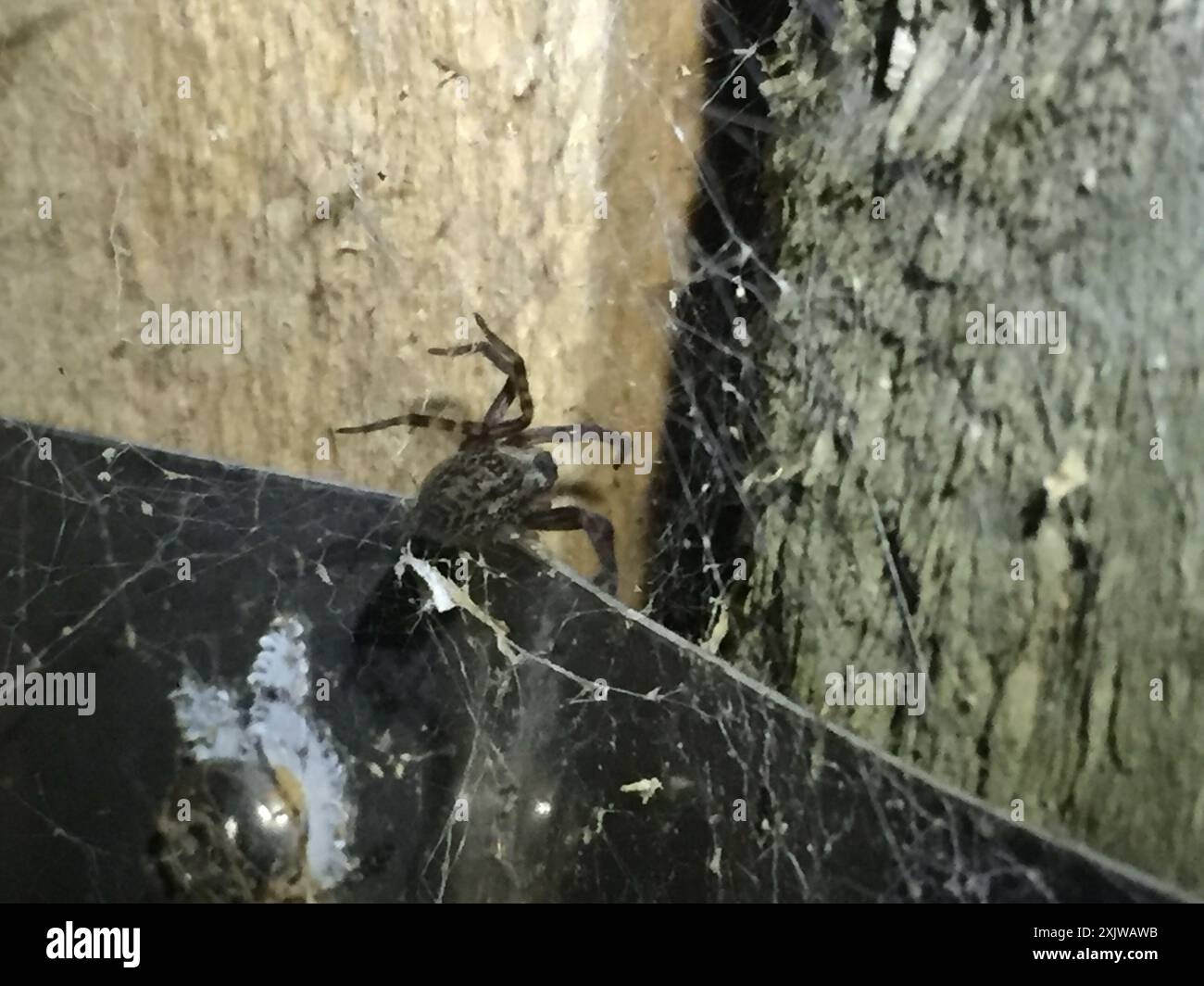 Badumna longinqua hi-res stock photography and images - Alamy