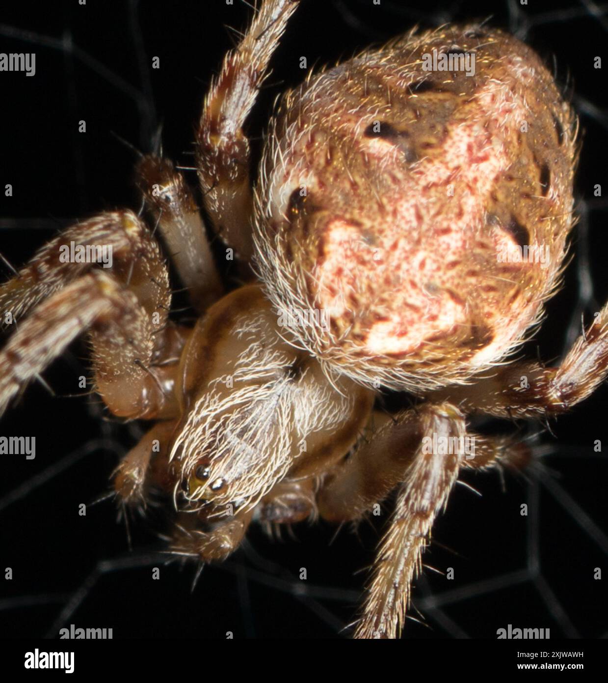 Arabesque Orbweaver (Neoscona arabesca) Arachnida Stock Photo - Alamy