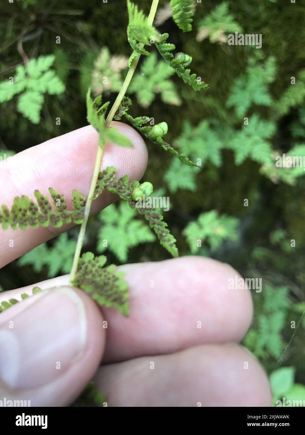 bulblet fern (Cystopteris bulbifera) Plantae Stock Photo - Alamy