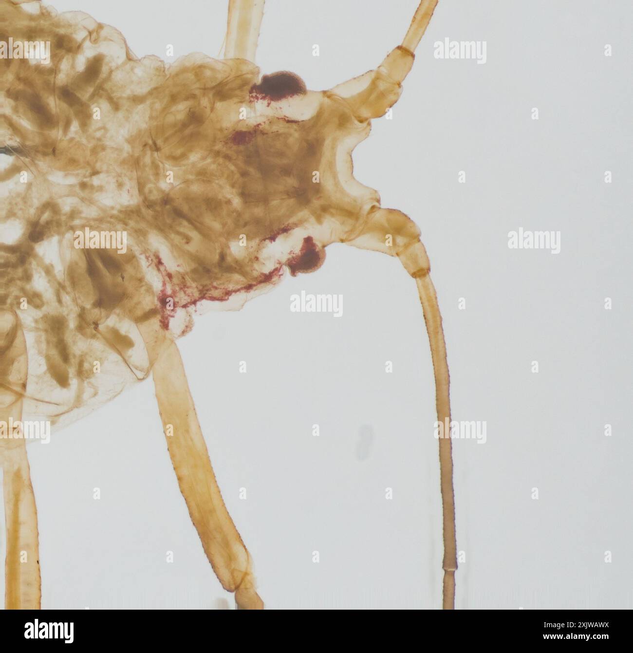 Blue Alfalfa Aphid (Acyrthosiphon kondoi) Insecta Stock Photo - Alamy